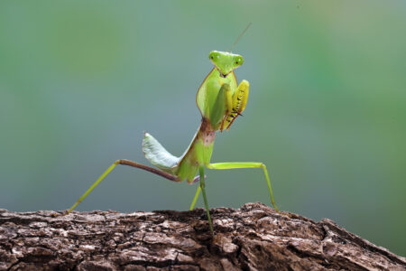 Explore 50 Surprising Facts About the Praying Mantis – 1mFacts.com