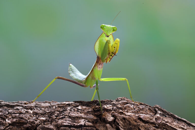 Explore 50 Surprising Facts About the Praying Mantis – 1mFacts.com